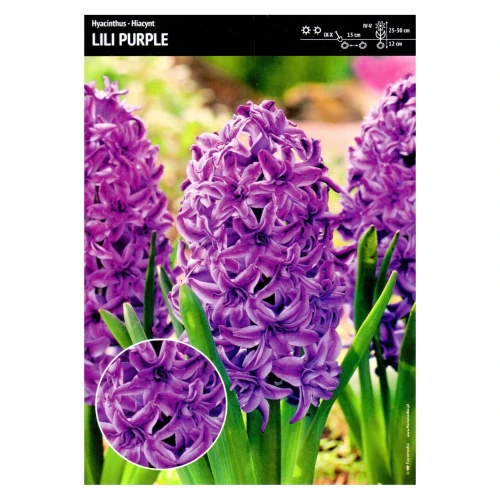 Hiacynt pełny – 4 szt. – 'Lili Purple' Internetowy Sklep Ogrodniczy ...